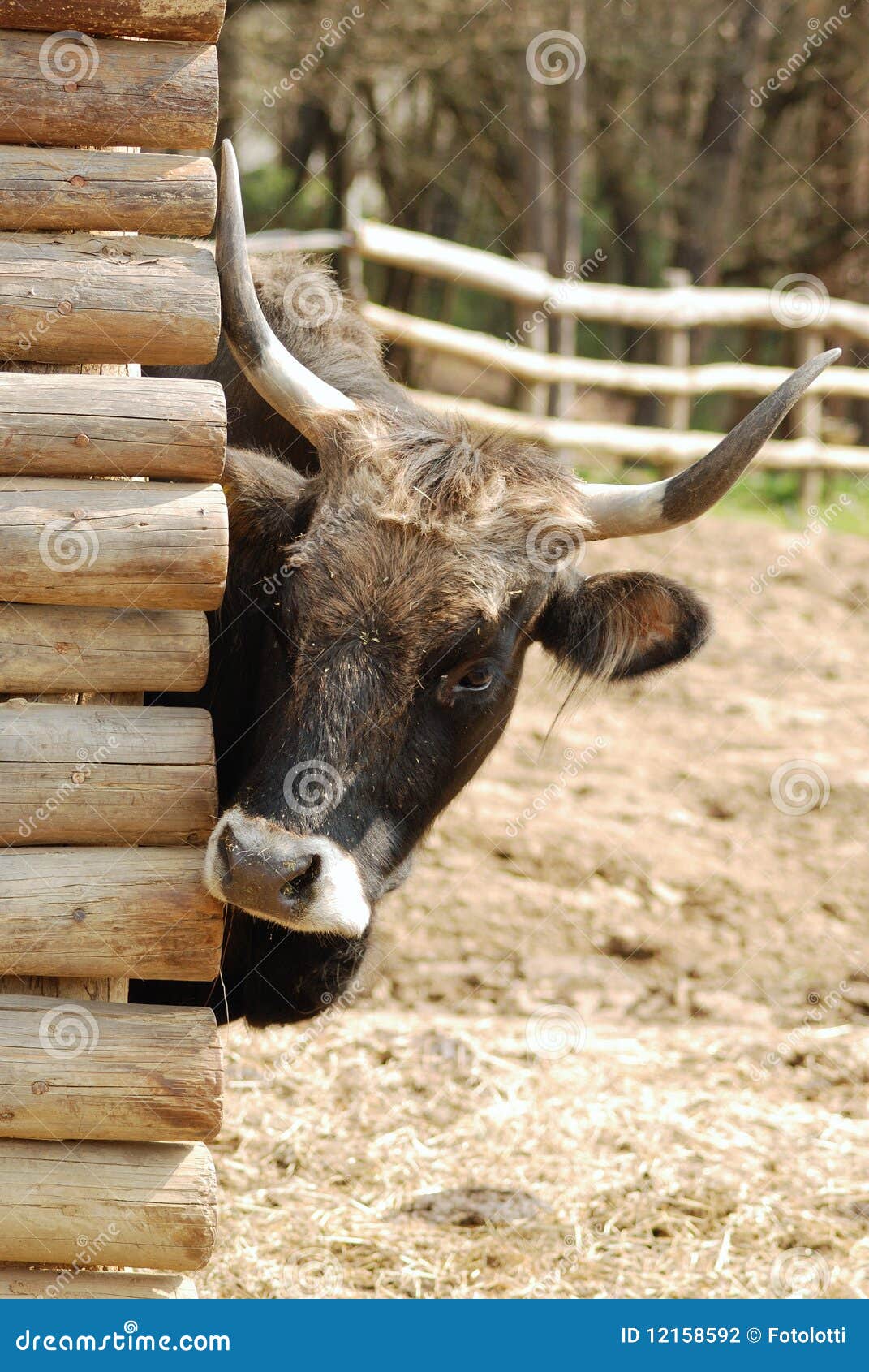 Nice cow stock photo. Image of mammal, steak, milk, curious - 12158592