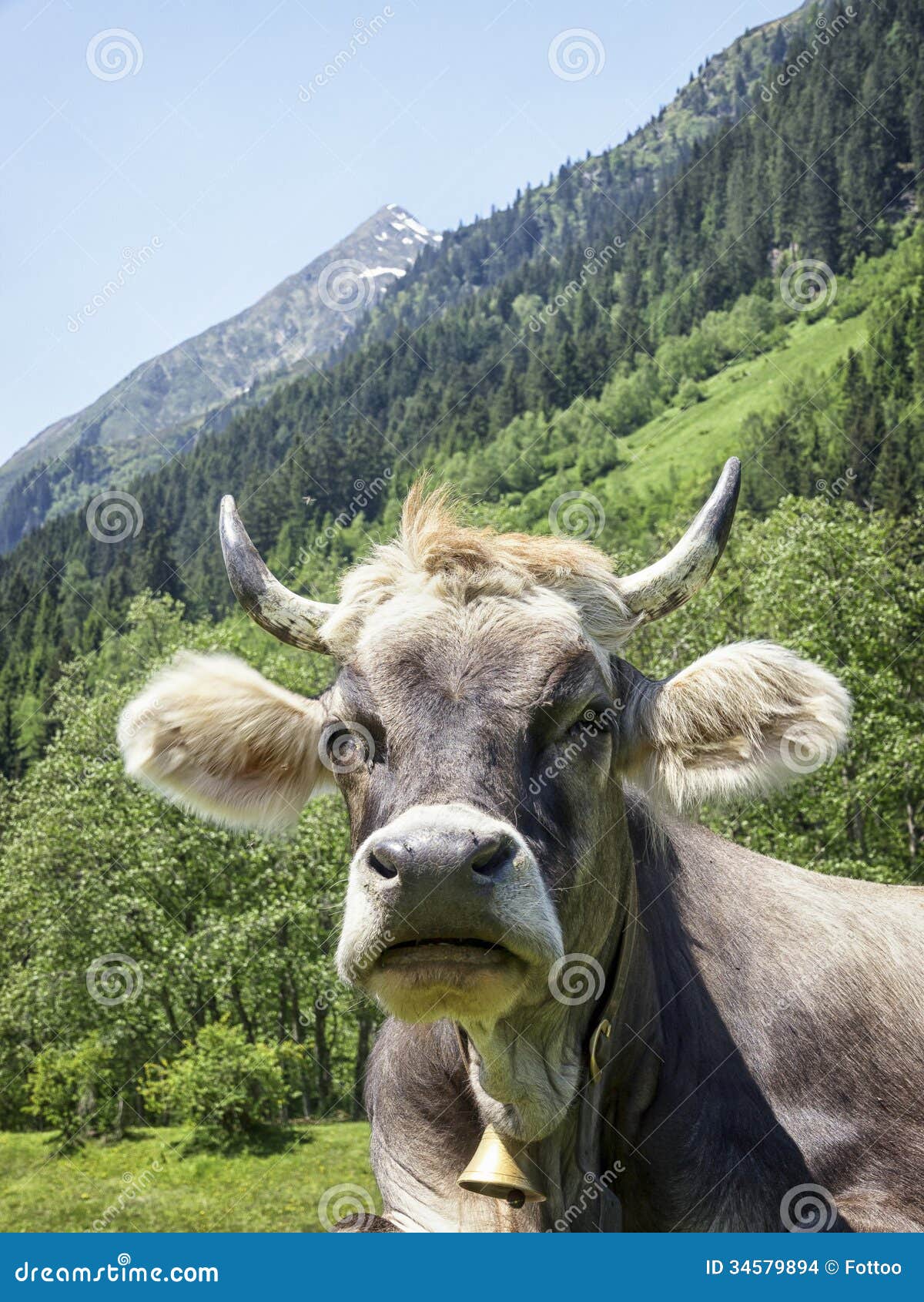 Nice cow stock photo. Image of funny, hill, blue, lying - 34579894