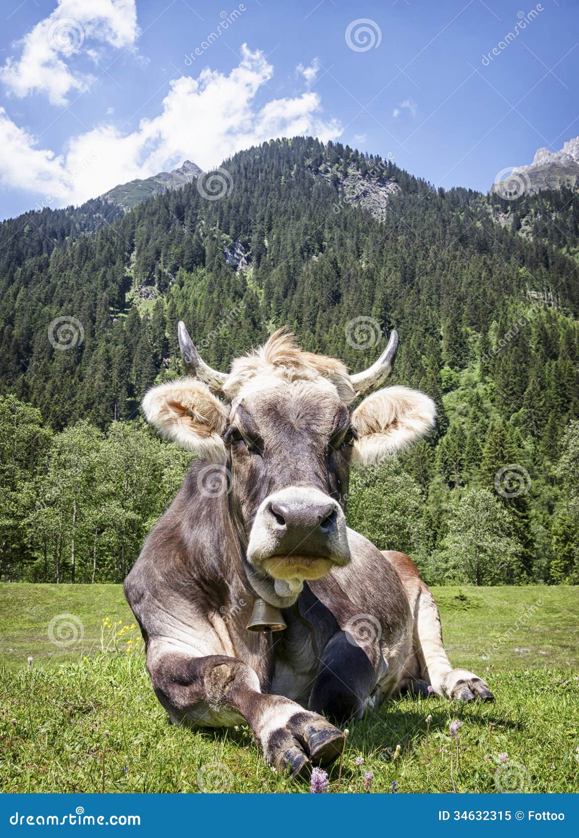 Nice cow stock image. Image of autumn, clear, outdoors - 34632315