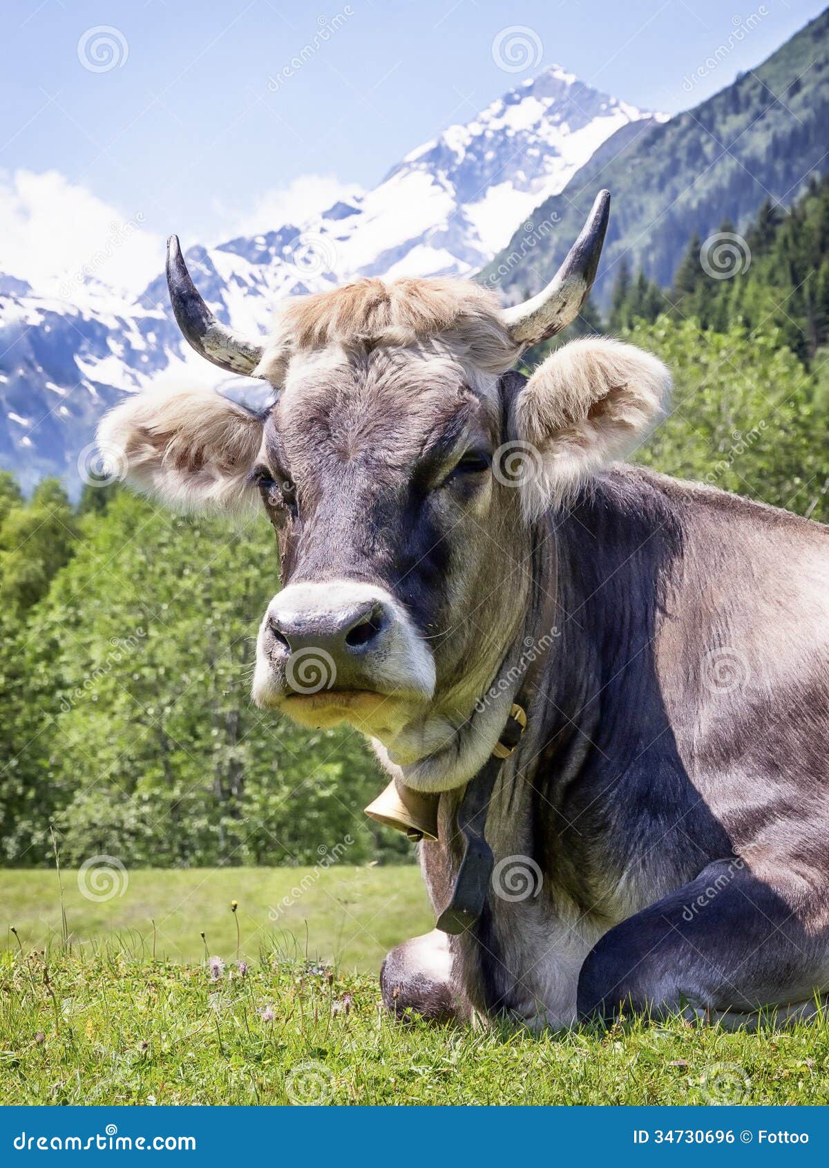 Nice cow stock photo. Image of farm, animal, autumn, funny - 34730696