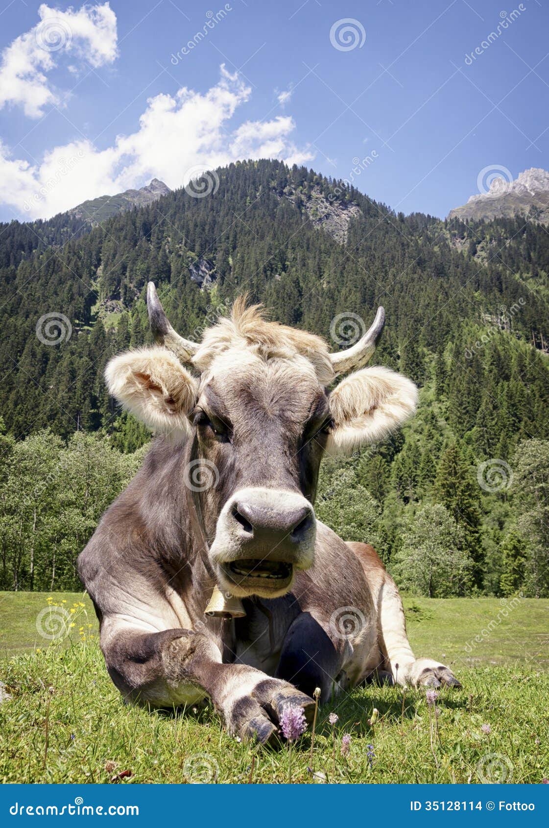 Nice cow stock photo. Image of hill, brown, mountain - 35128114