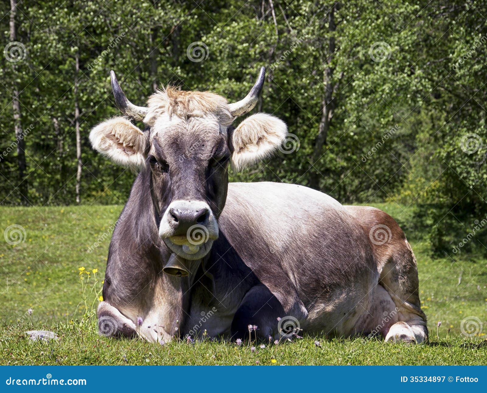 Nice cow stock image. Image of looking, horizontal, checked - 35334897