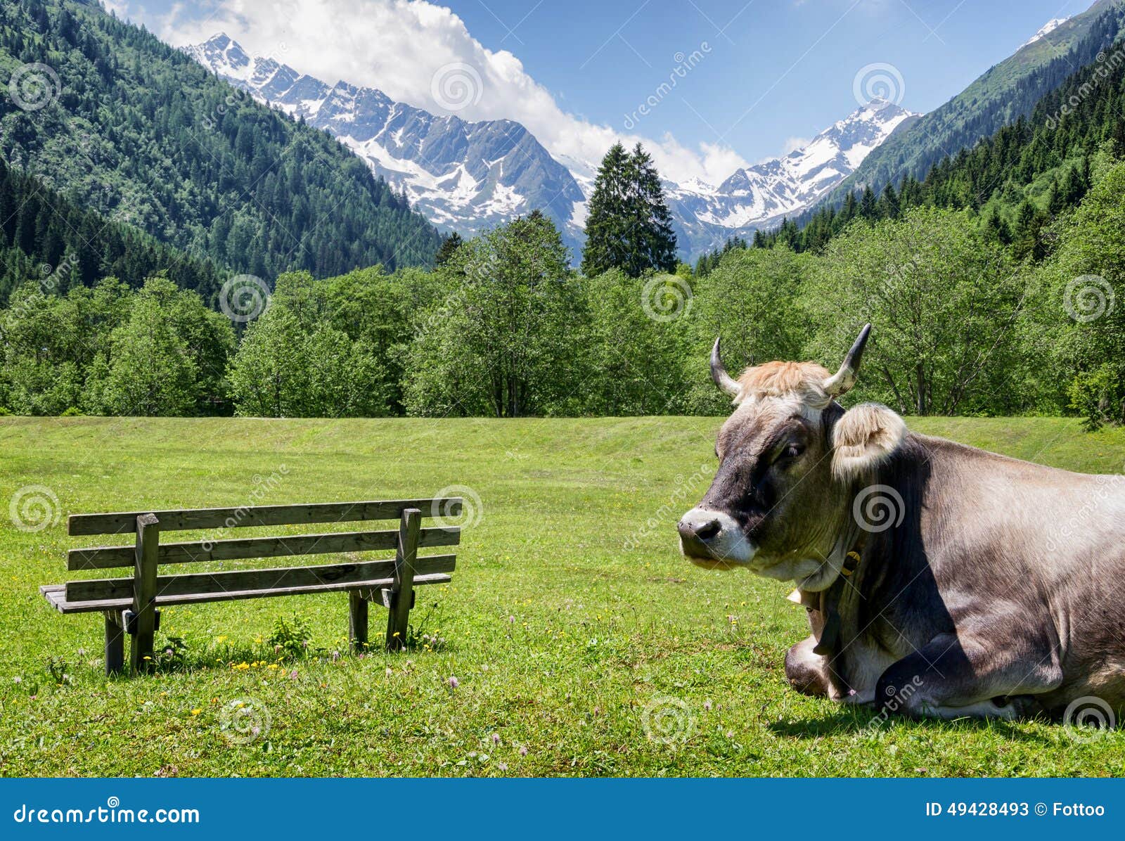 Nice cow stock image. Image of farm, cute, green, checked - 49428493