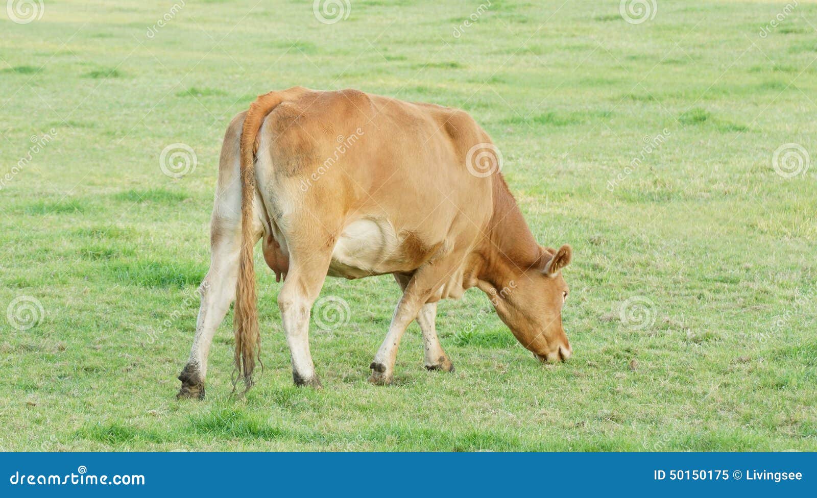 Nice cow on the pasture stock image. Image of health - 50150175