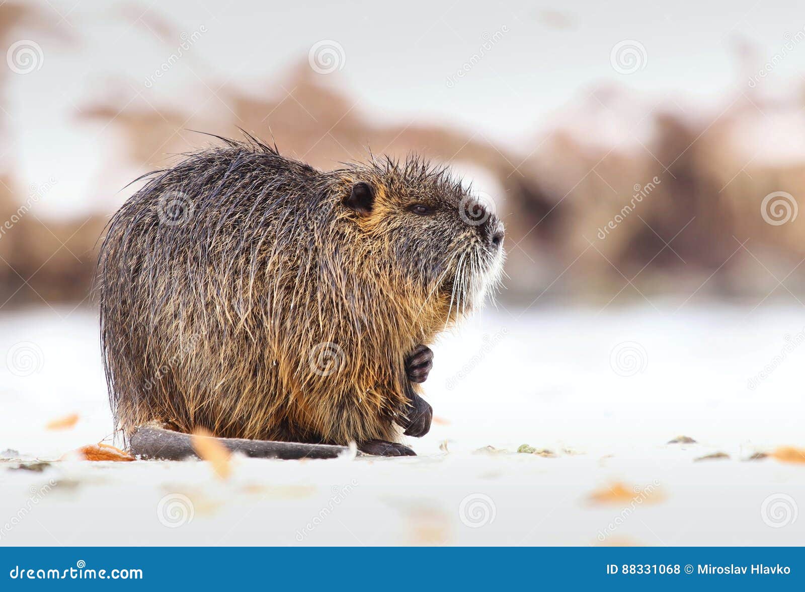 Nice Coypu Myocastor Coypus Stock Photo - Image of coypu, freeze: 88331068