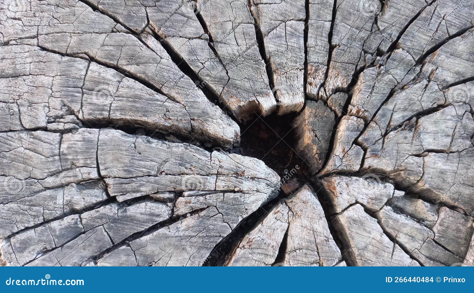 Nice cracked tree trunk stock photo. Image of geology - 266440484