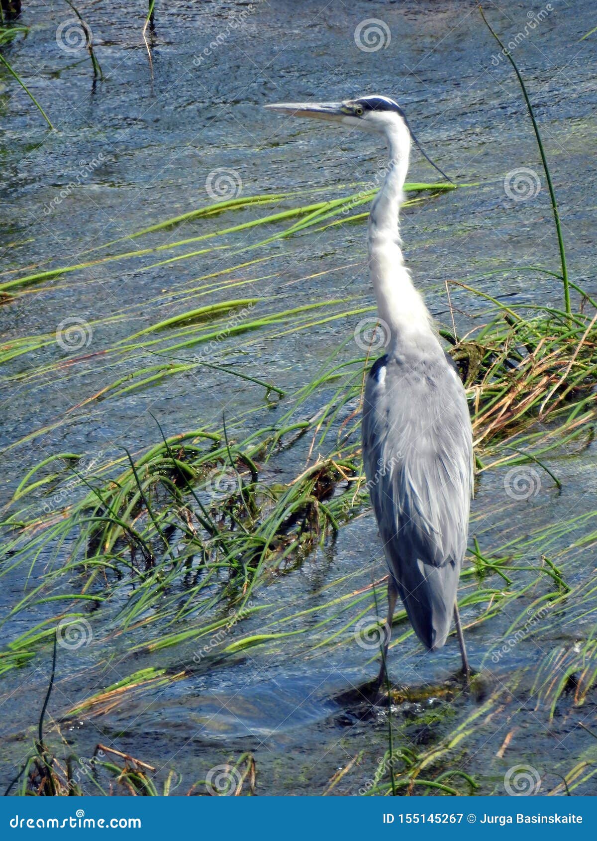 Crane Bird in River, Lithuania Stock Image - Image of grass, animal ...