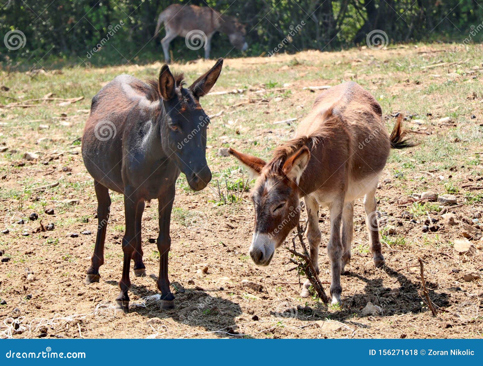 Two Donkeys Standing in the Field on Sunny Summer Day Stock Photo ...