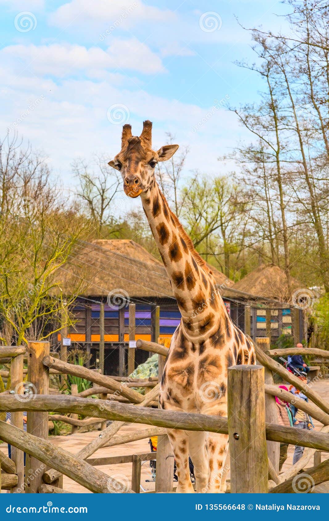 Cute Giraffe Head with Curious Look Stock Photo - Image of cute ...