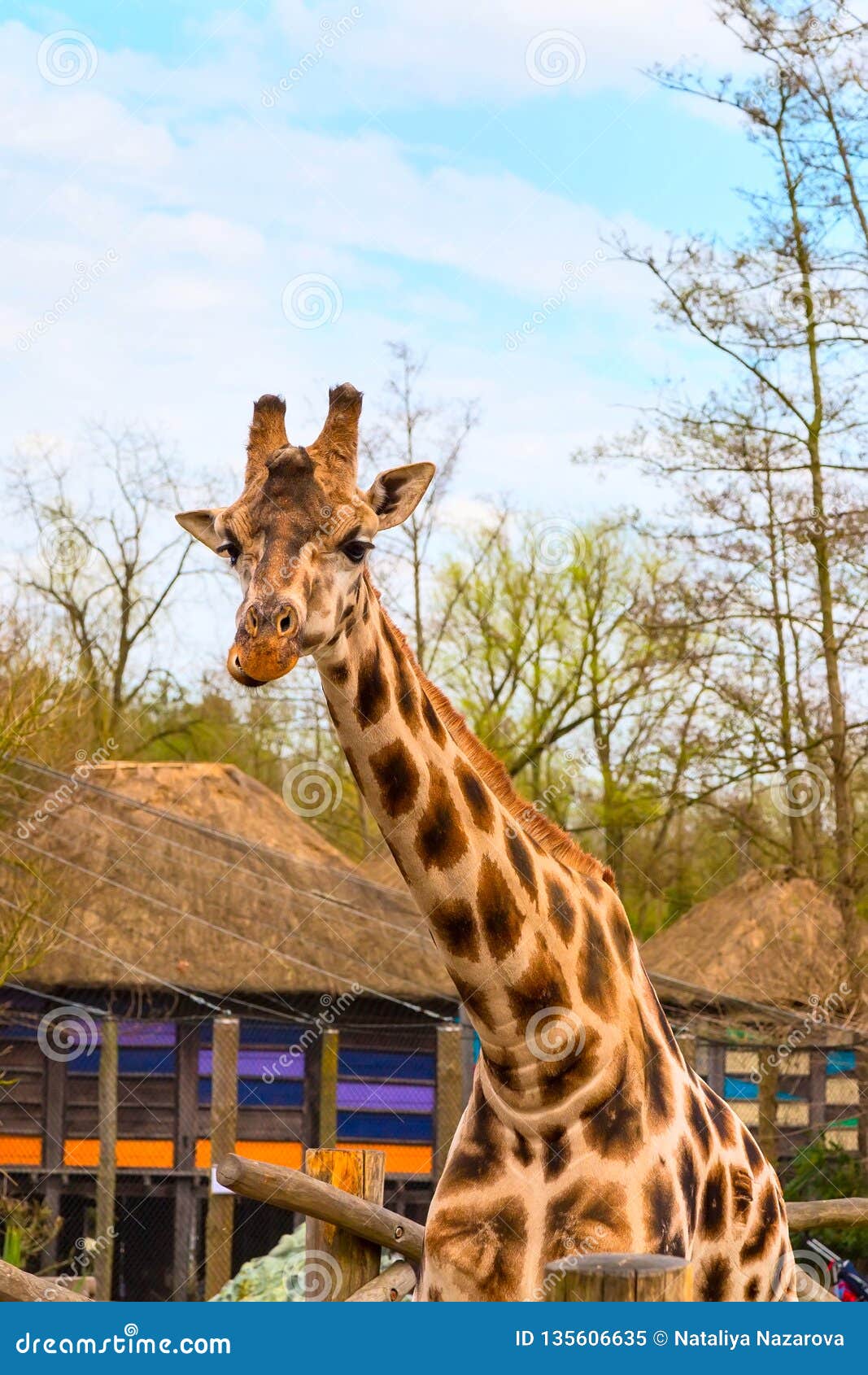 Cute Giraffe Head with Curious Look Stock Image - Image of kind ...