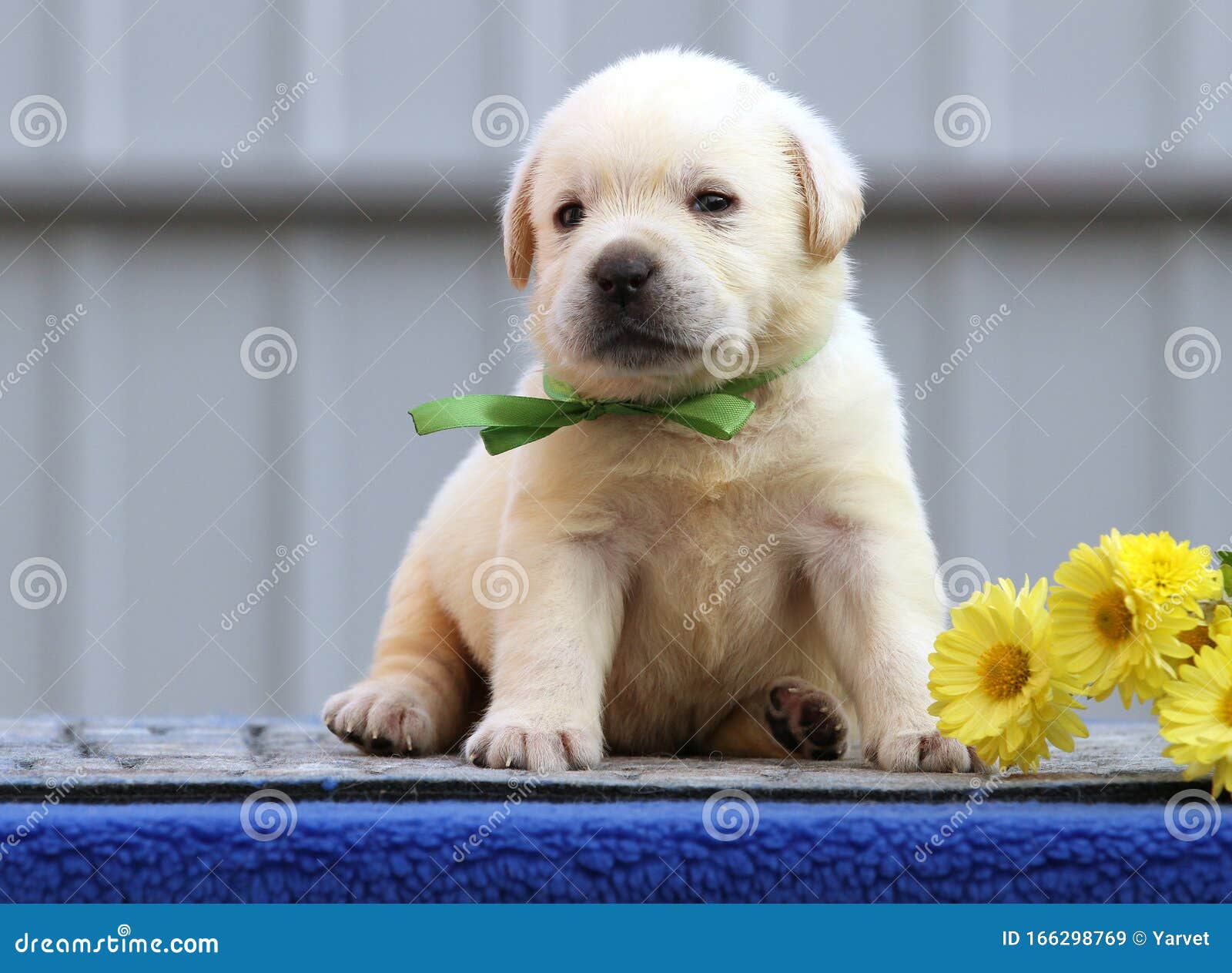 Nice Cute Labrador Puppy on a Blue Background Stock Image - Image of ...