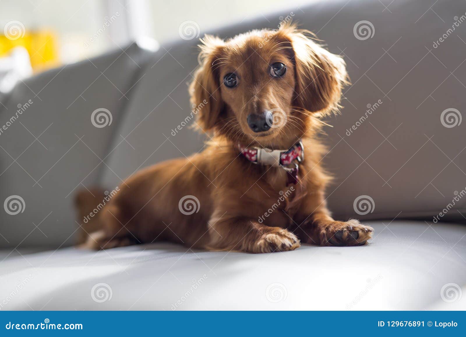 A Nice and Cute Cute Teckel Dog at Home Stock Image - Image of pedigree ...