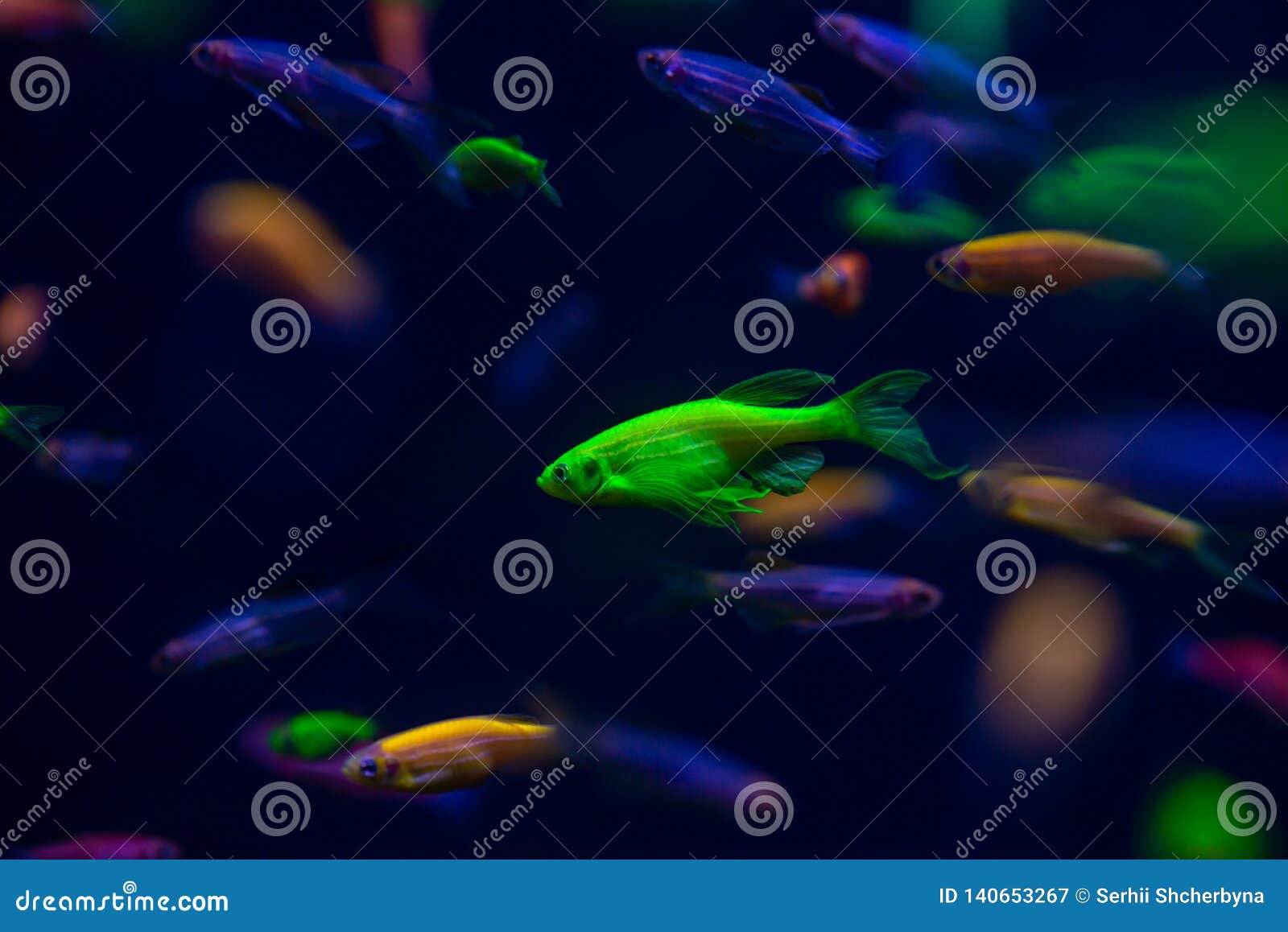 Nice Danio Glow Fish Freshwater Pets Aquarium Stock Image - Image of ...