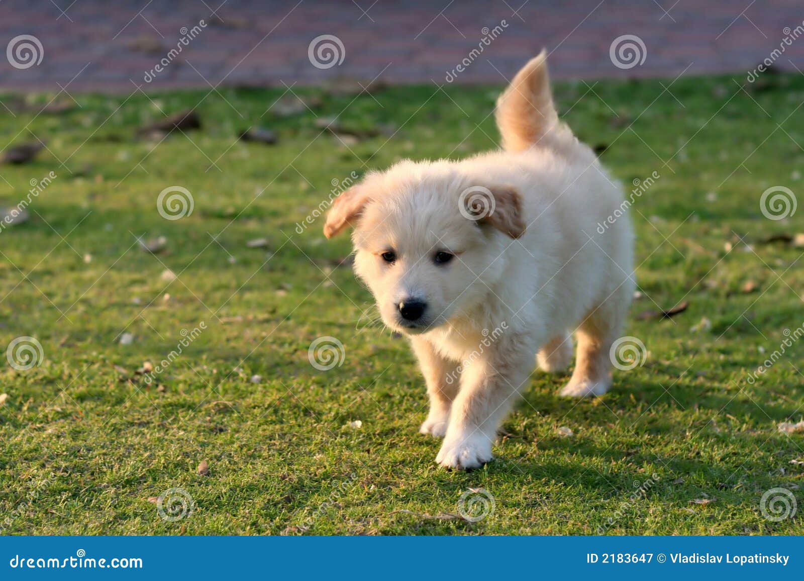 Nice day for dog l stock image. Image of portrait, breed - 2183647