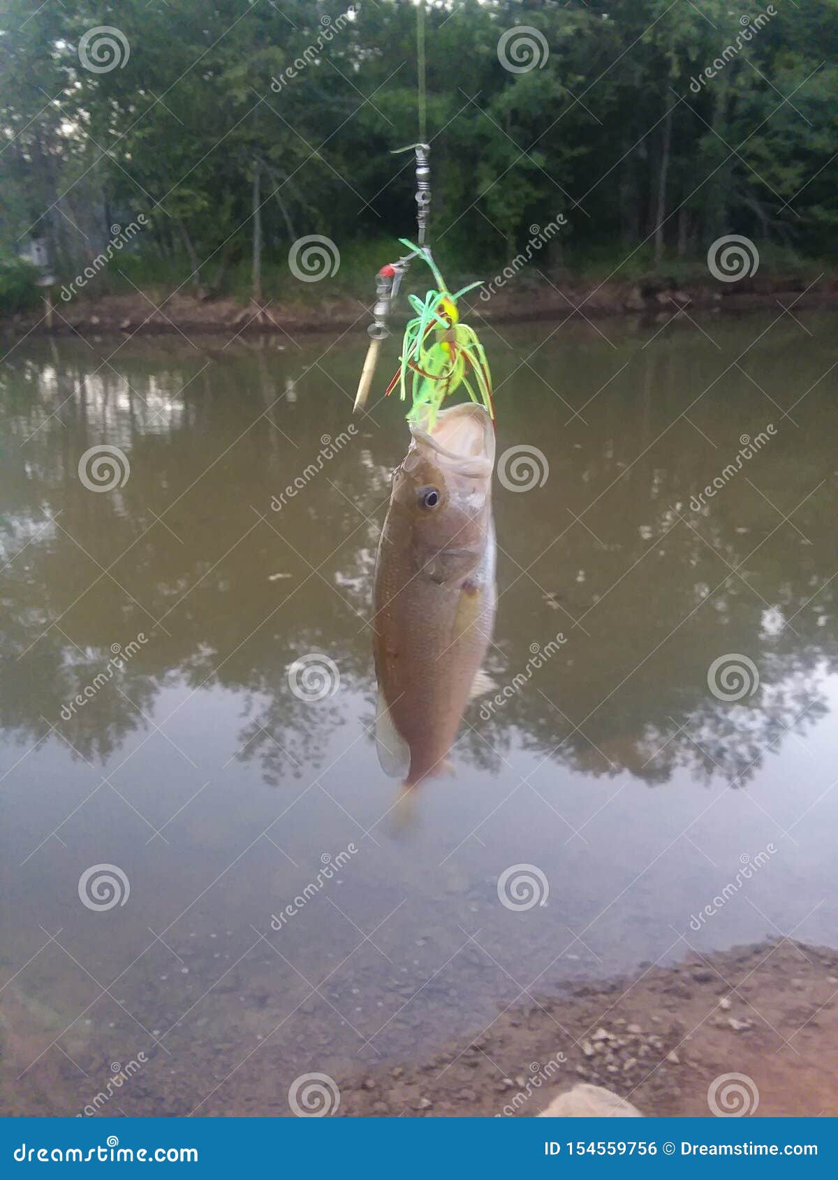 Fish stock photo. Image of nice, fishing, lake, fish - 154559756