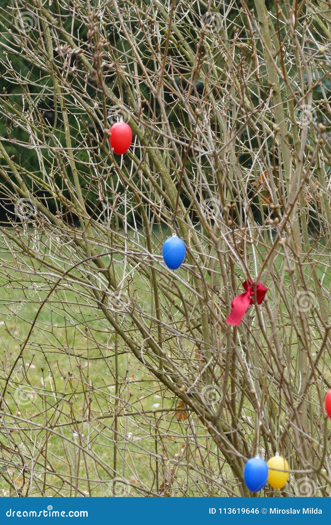 Easter egg shrub stock photo. Image of nice, decorated - 113619646