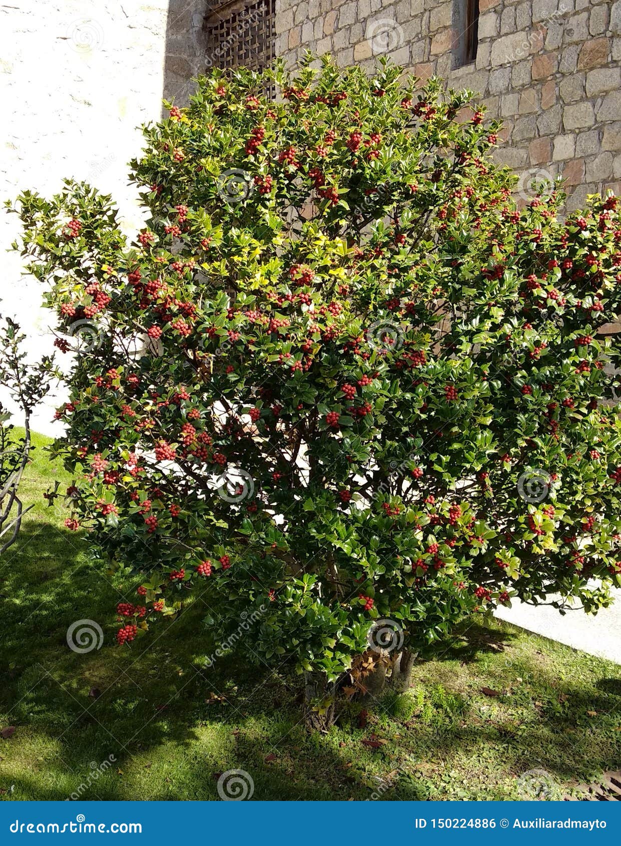 Nice Decorative Bush in a Garden Stock Photo - Image of bush ...