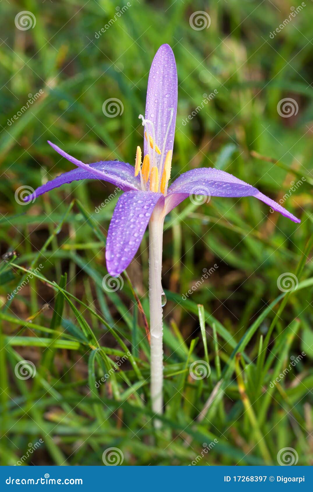 Nice dewy flowers stock image. Image of nature, garden - 17268397