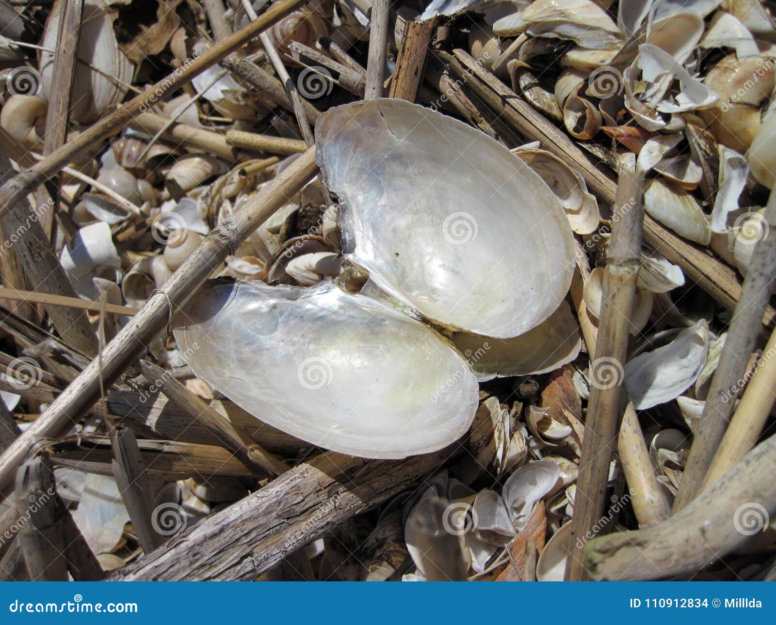 Beautiful Shells on Lake Coast, Lithuania Stock Photo - Image of spit ...