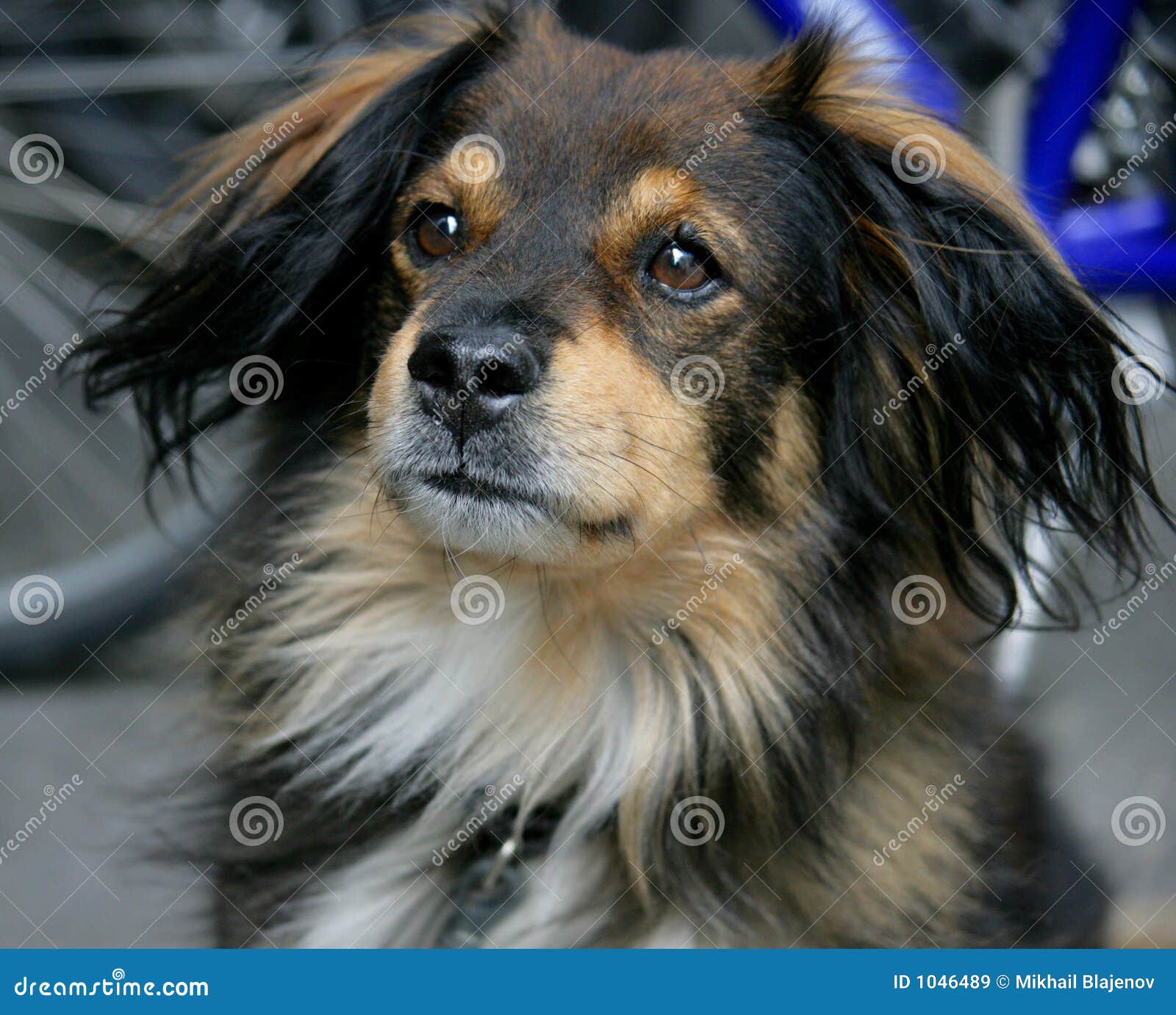 Nice dog 2 stock image. Image of four, legged, scent, coloured - 1046489