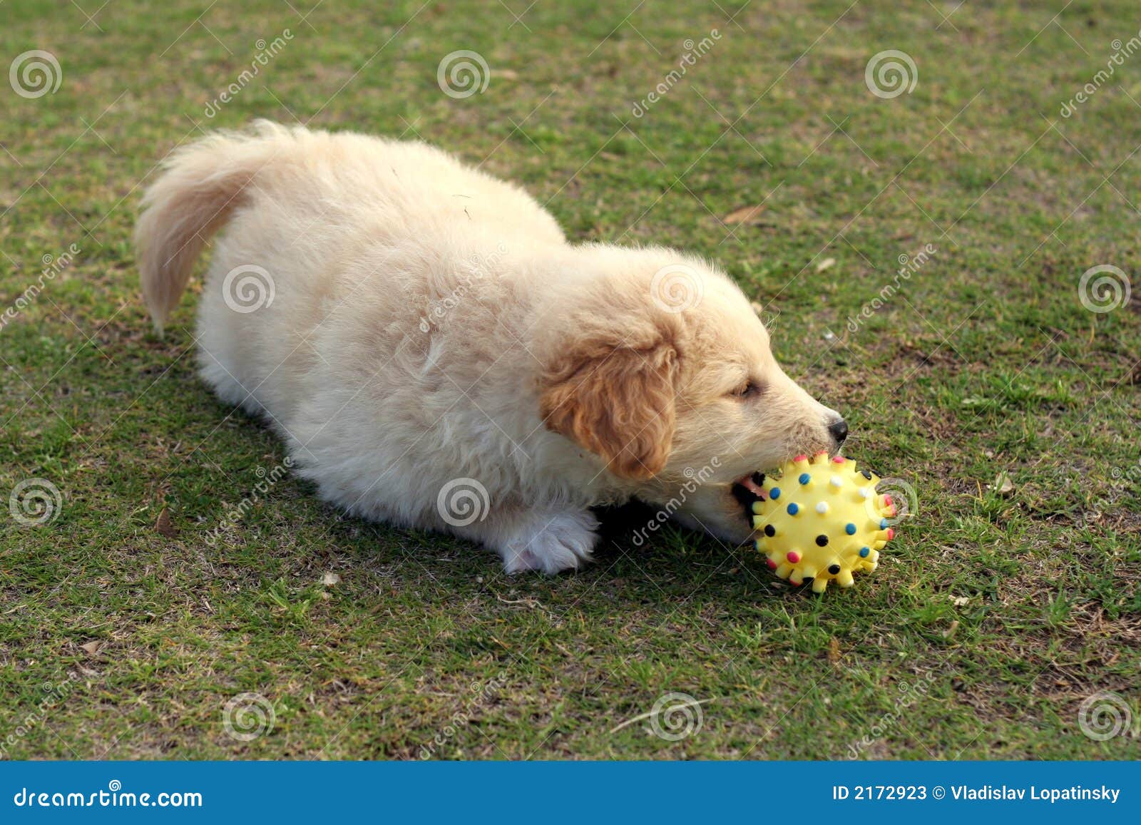 Nice dog stock image. Image of animals, friendship, outdoors - 2172923