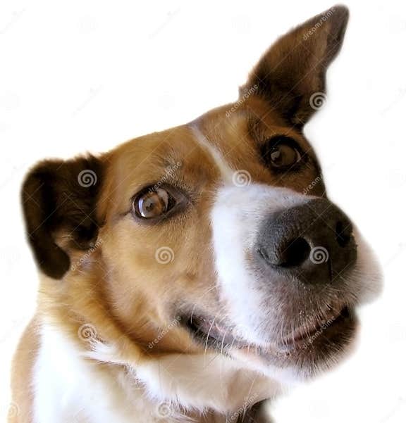 Nice dog stock photo. Image of animal, portrait, domestic - 6609998