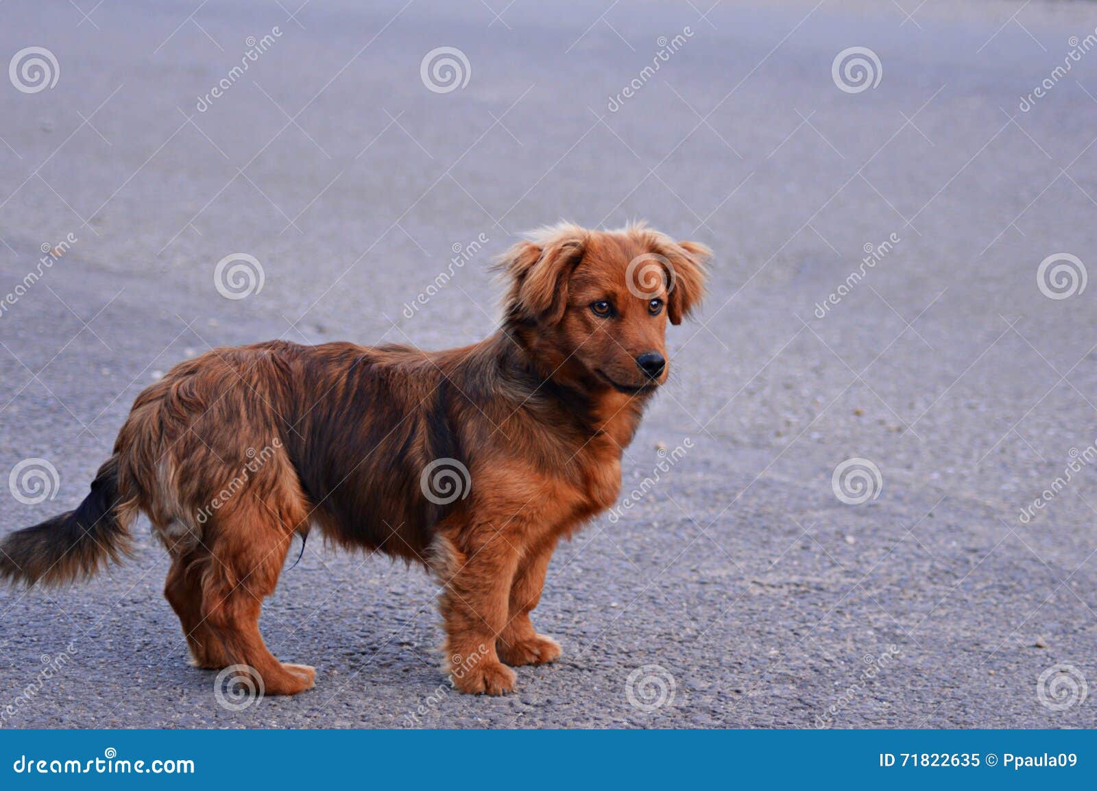 Nice dog stock image. Image of lost, abandoned, face - 71822635