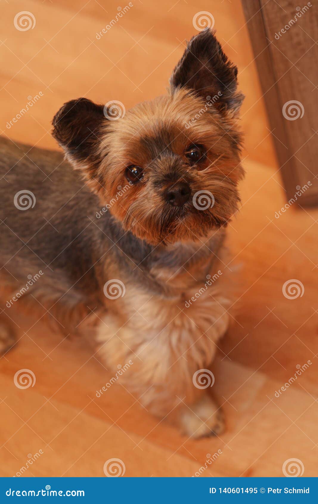 A nice dog is looking stock image. Image of pets, looking - 140601495