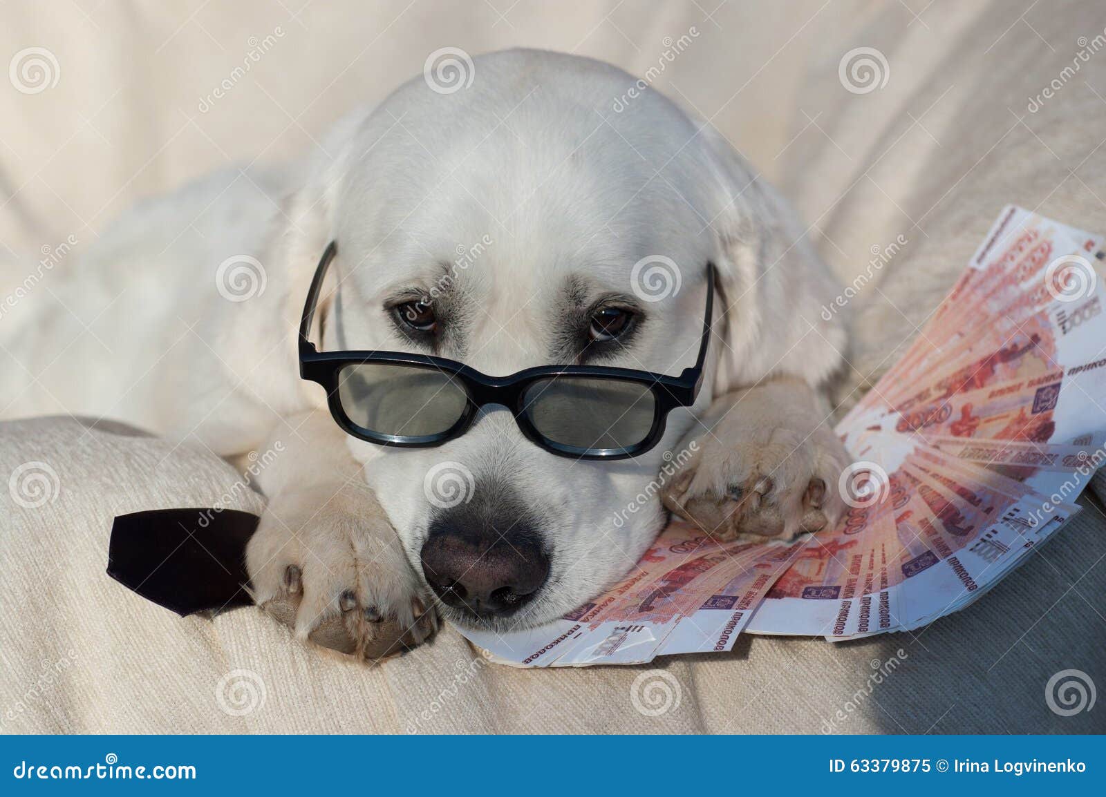 Nice dog with money editorial image. Image of nice, funny - 63379875