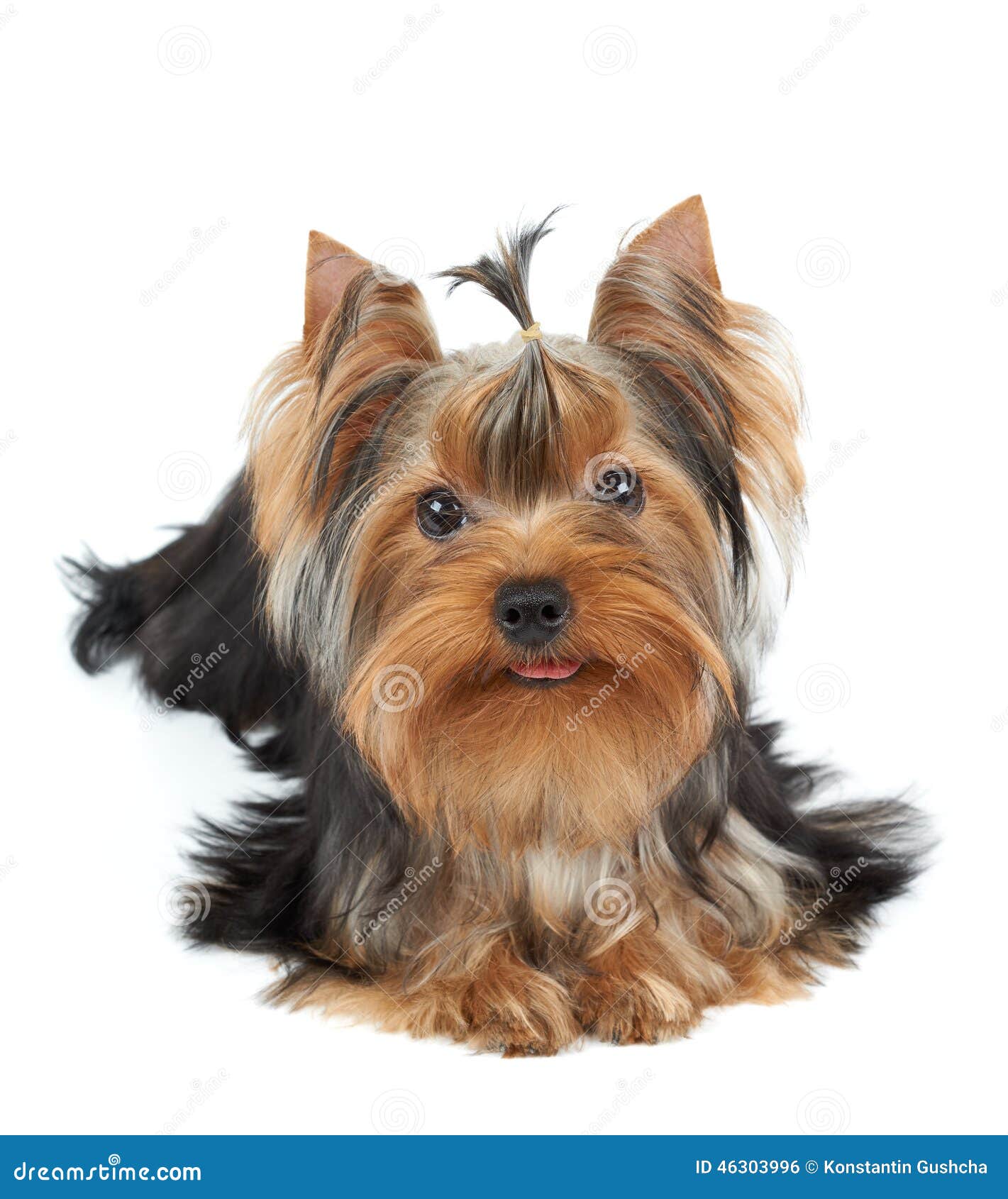 Nice dog stock photo. Image of fine, small, cute, attractive - 46303996