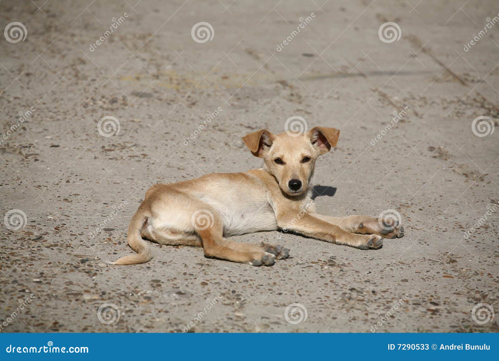 Nice doggy stock image. Image of path, full, domestic - 7290533
