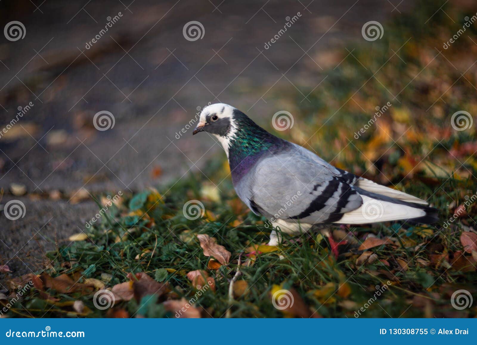 Nice Dove in Autumn Orange Forest Stock Image - Image of beauty, olive ...