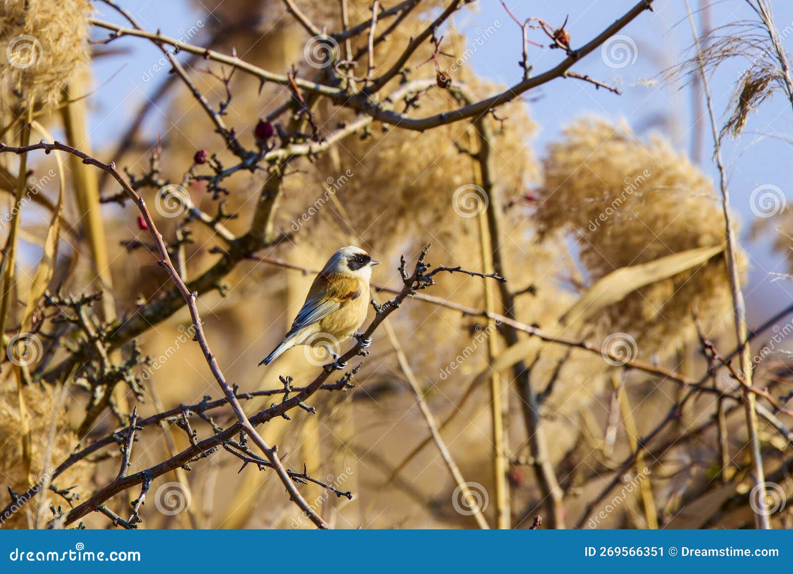 Nice Draw Pendulinus Pendulum Bird Stock Image - Image of bird, wild ...