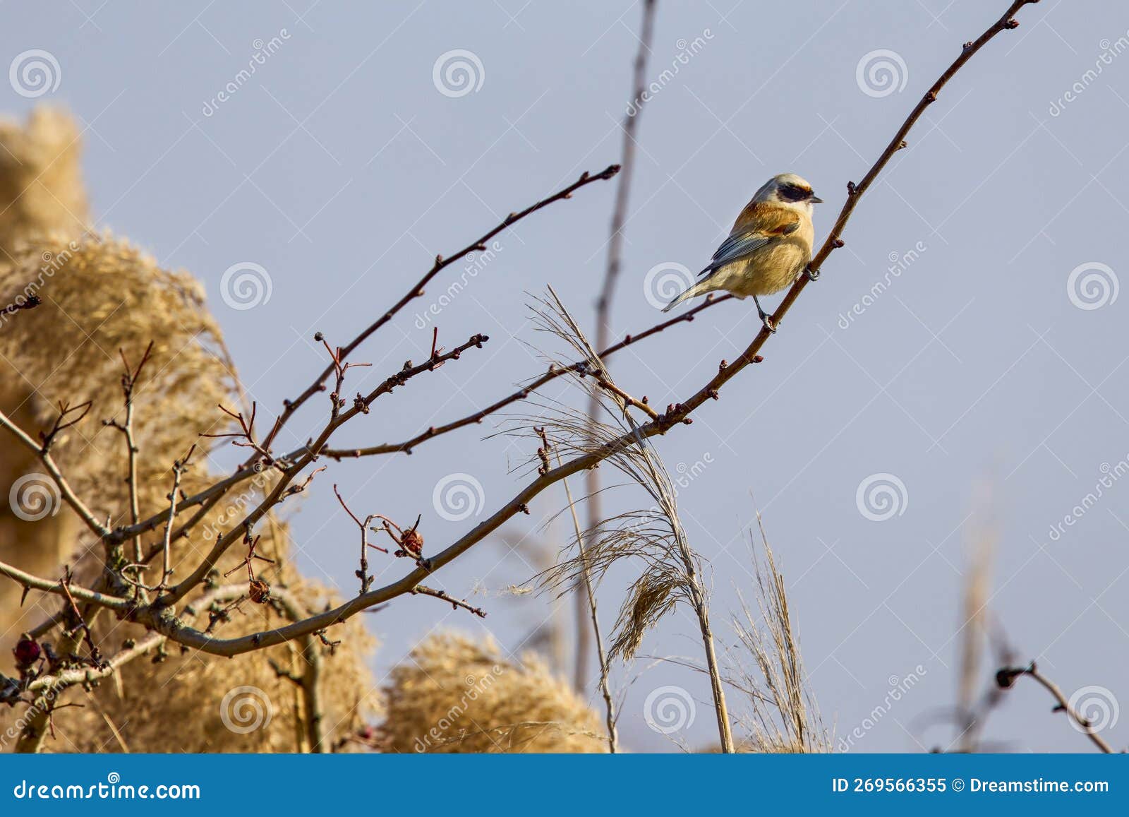 Nice Draw Pendulinus Pendulum Bird Stock Image - Image of ornithology ...