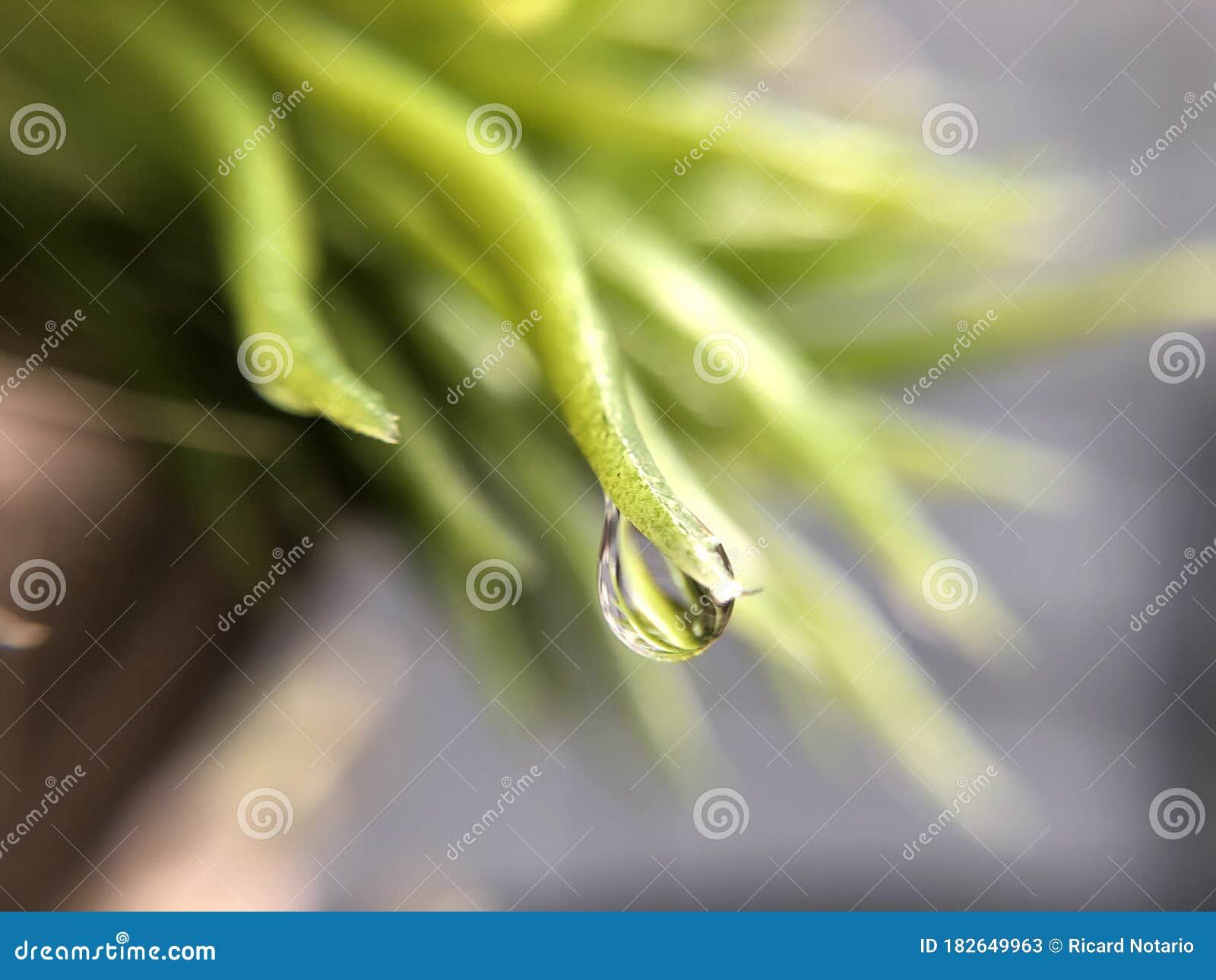 Nice Drop of Water Captured in Macro Stock Image - Image of falling ...