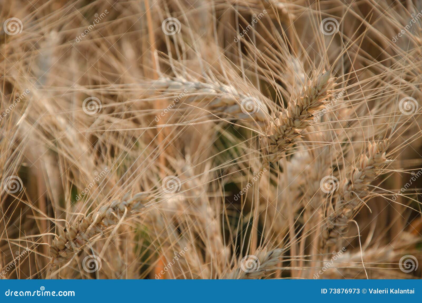 Nice Dry Gold Wheat Stem Close Up. Stock Image - Image of summer, plant ...