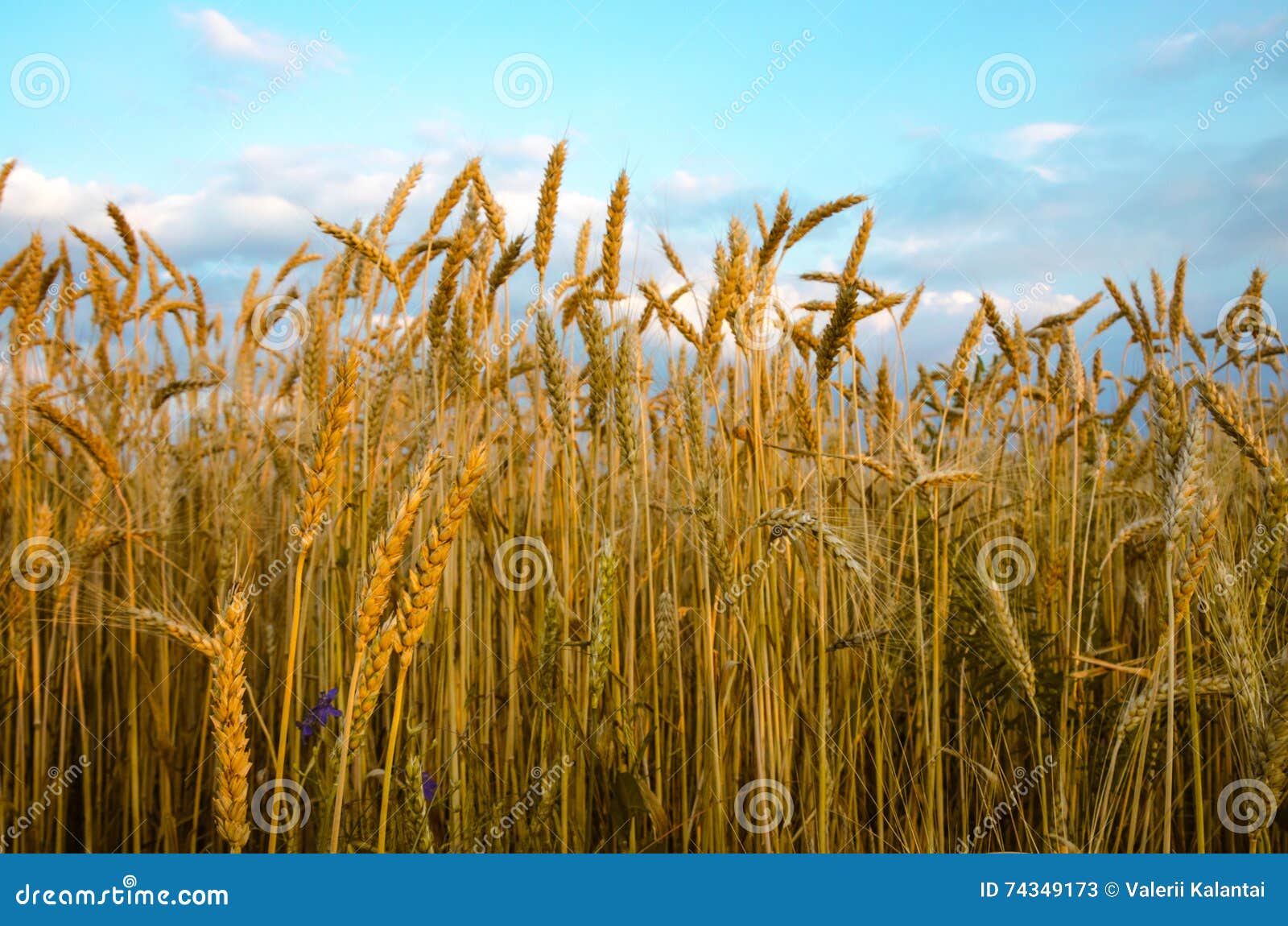 Nice Dry Gold Wheat Stem Close Up. Stock Image - Image of meal, field ...