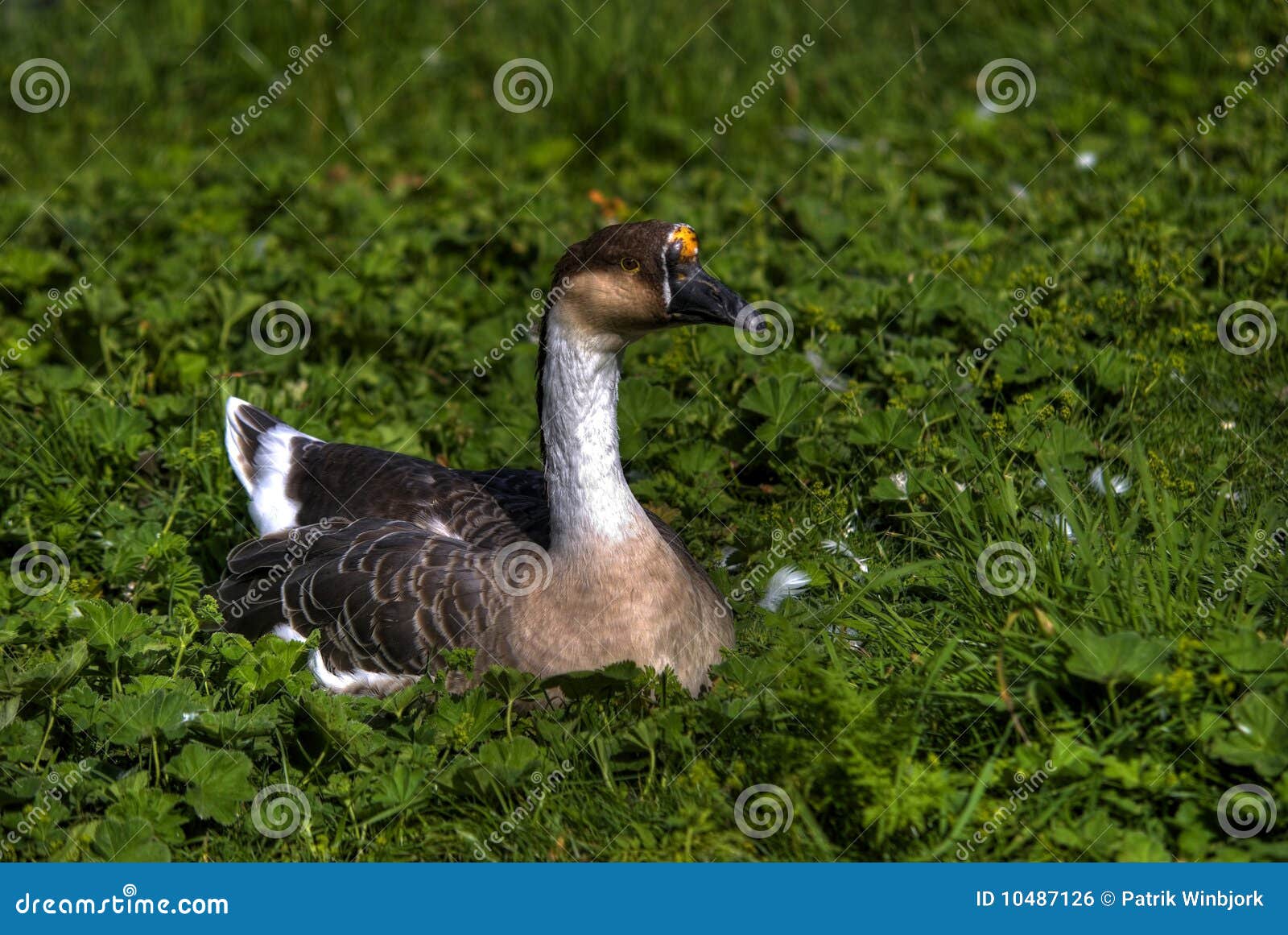 Nice Duck stock photo. Image of grass, rest, fatastic - 10487126