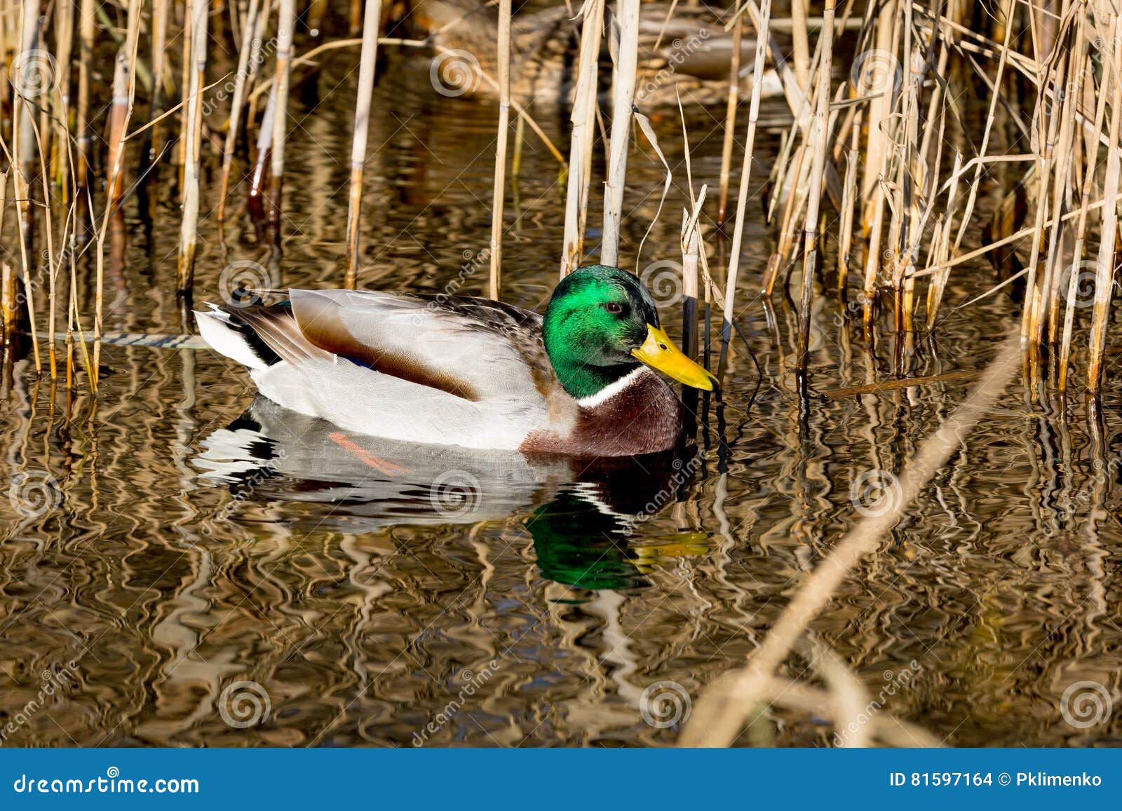 Nice duck on lake stock photo. Image of blue, animal - 81597164