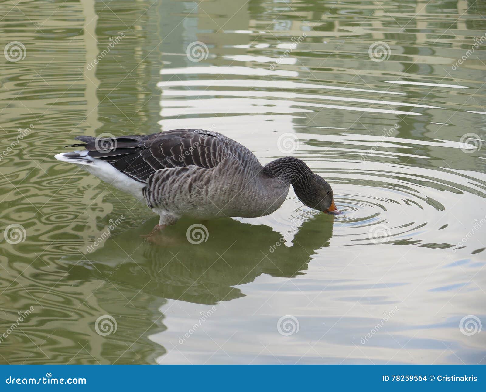 Nice duck stock photo. Image of goose, water, fowl, drink - 78259564