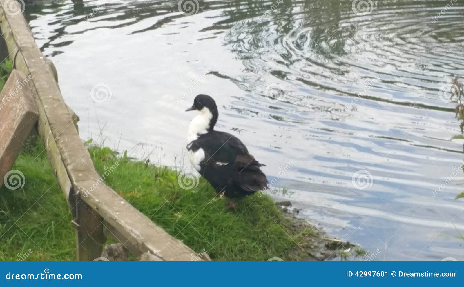 A nice duck stock image. Image of duck, nice, july - 42997601