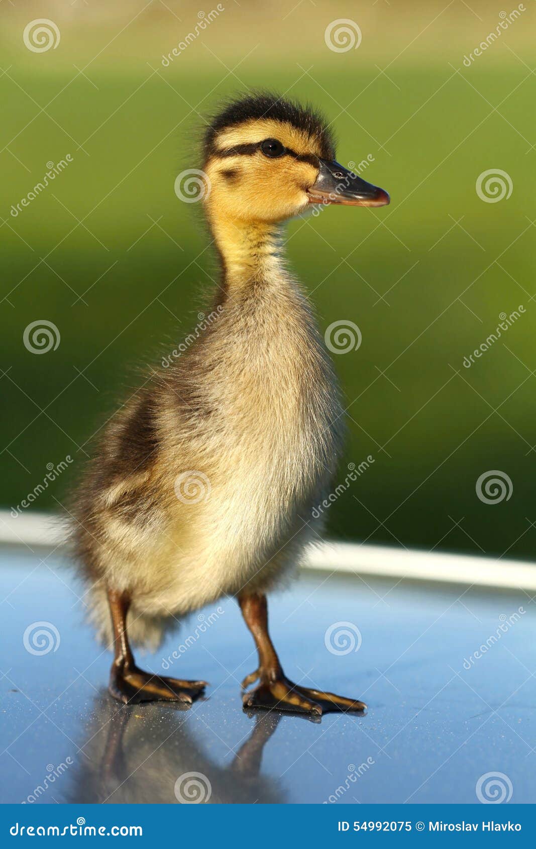 Nice duckling stock image. Image of platyrhynchos, bill - 54992075