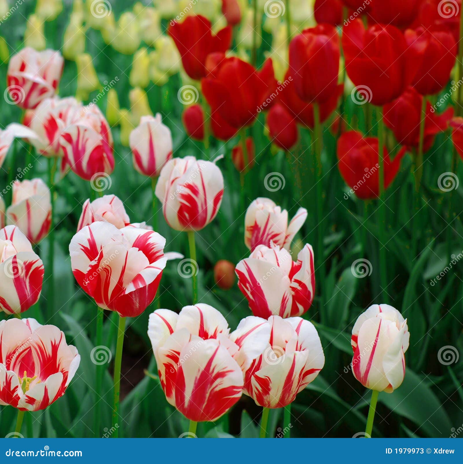 Nice dutch tulips stock image. Image of flower, macro - 1979973