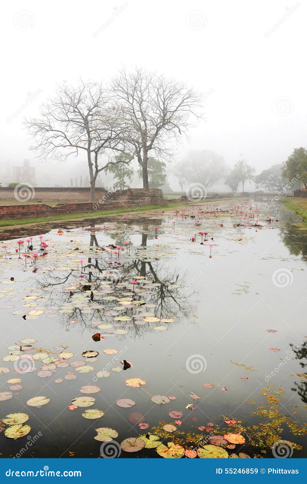 Nice Early Morning Scene on Lake Stock Image - Image of reeds, beauty ...