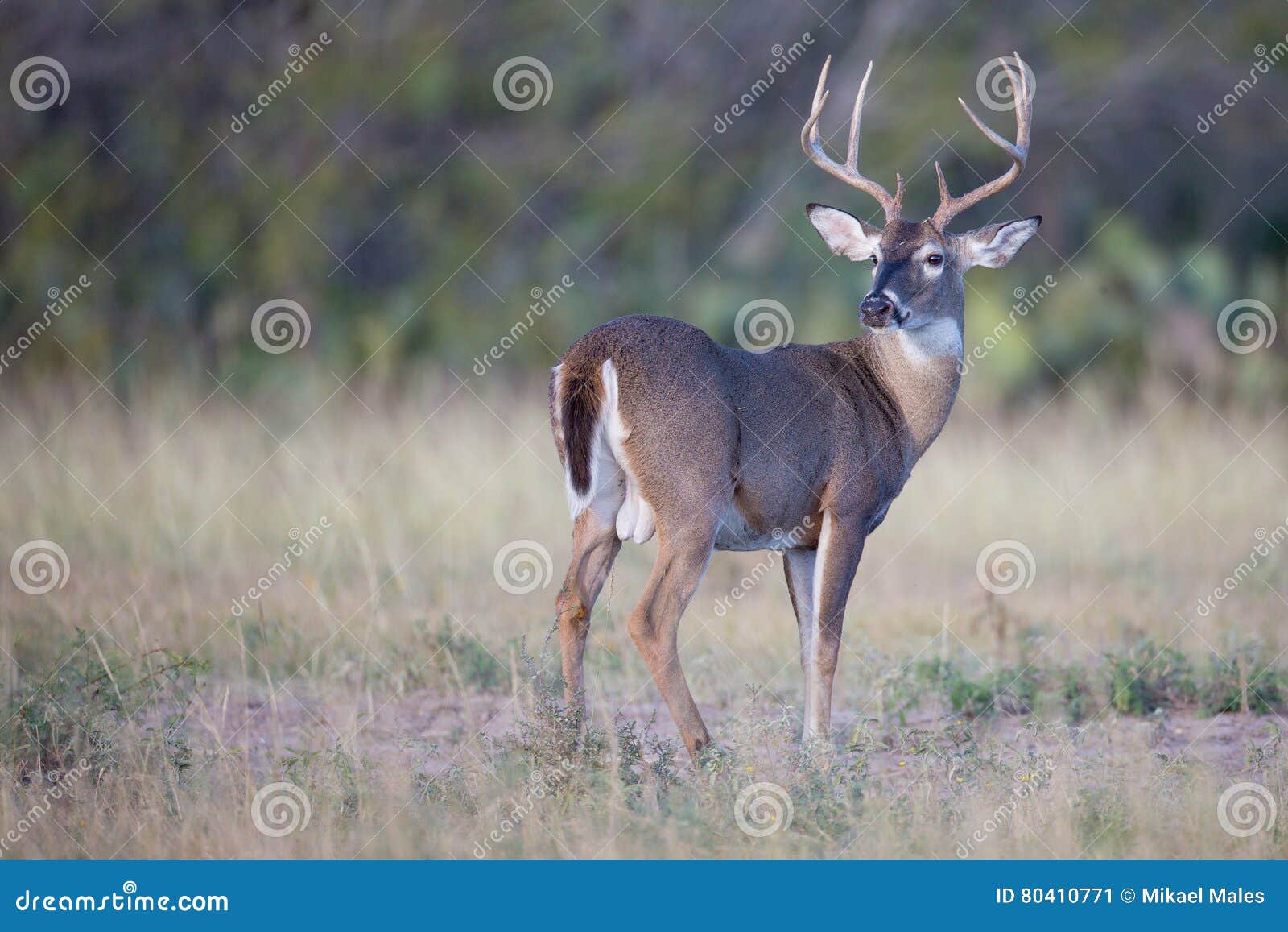 Nice eight point buck stock image. Image of breeding - 80410771