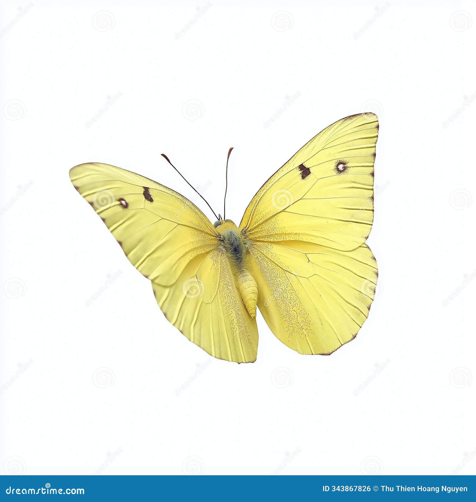 Nice Elegant Butterfly with Isolate White Background Stock Photo ...