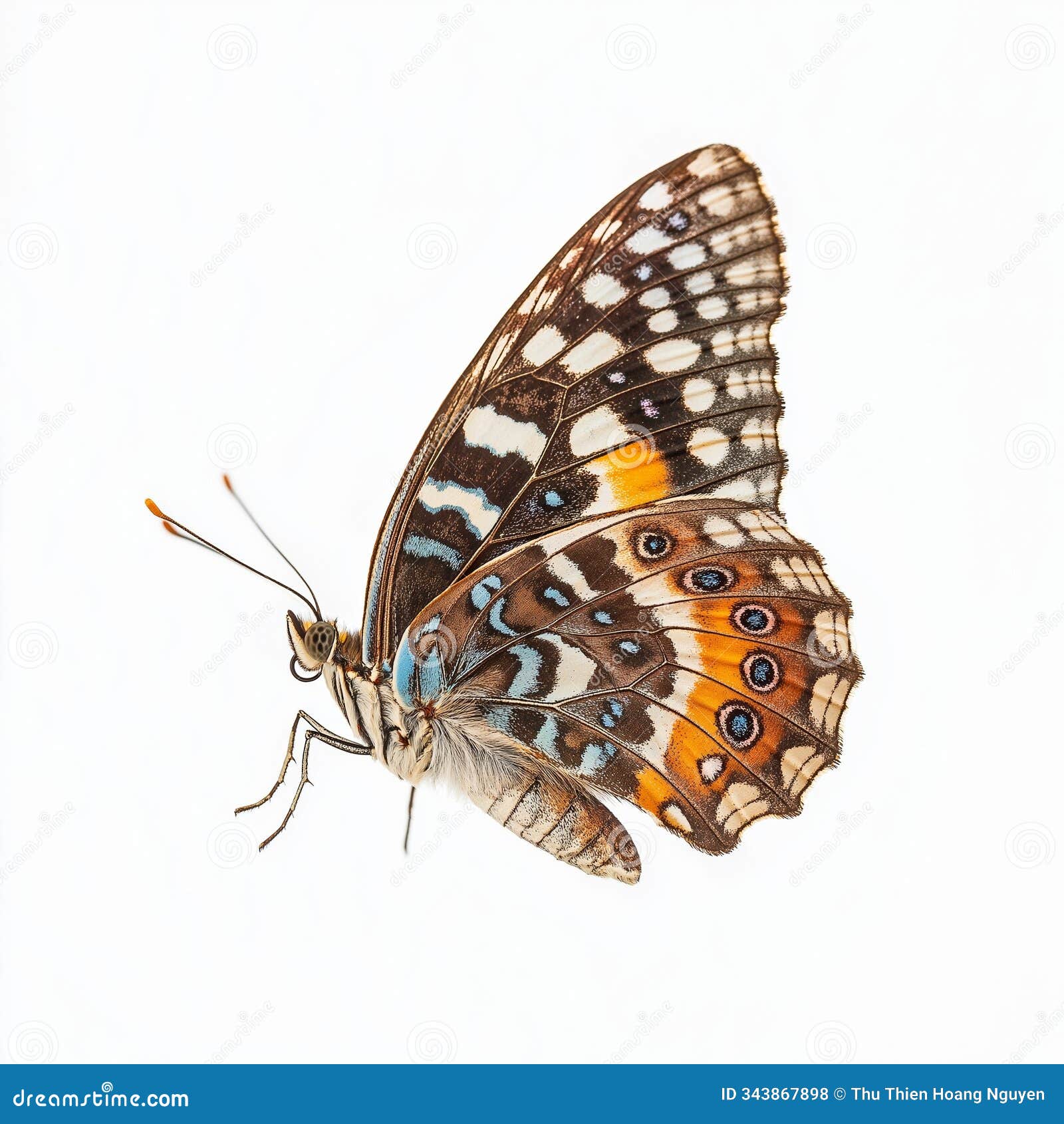 Nice Elegant Butterfly with Isolate White Background Stock Photo ...