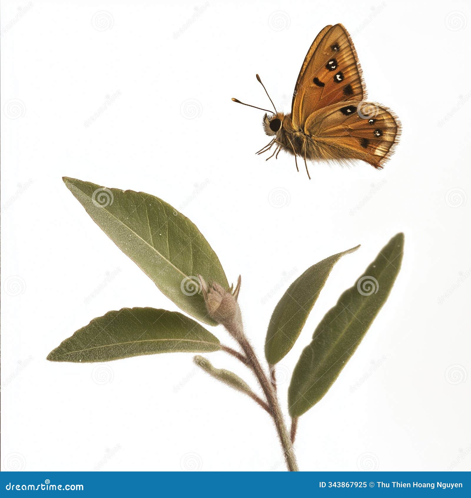 Nice Elegant Butterfly with Isolate White Background Stock Image ...