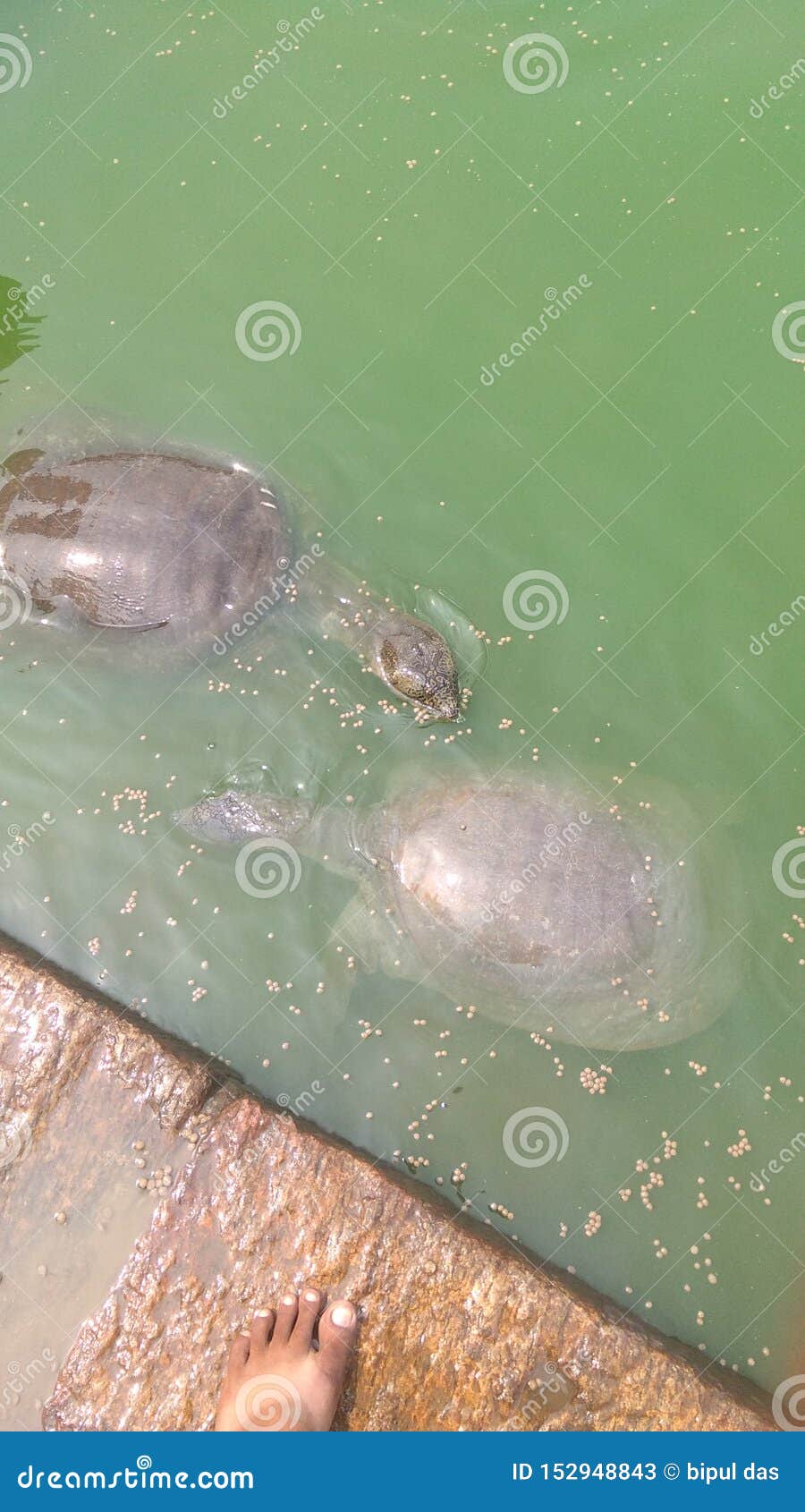 Nice Emage Photos - Free & Royalty-Free Stock Photos from Dreamstime