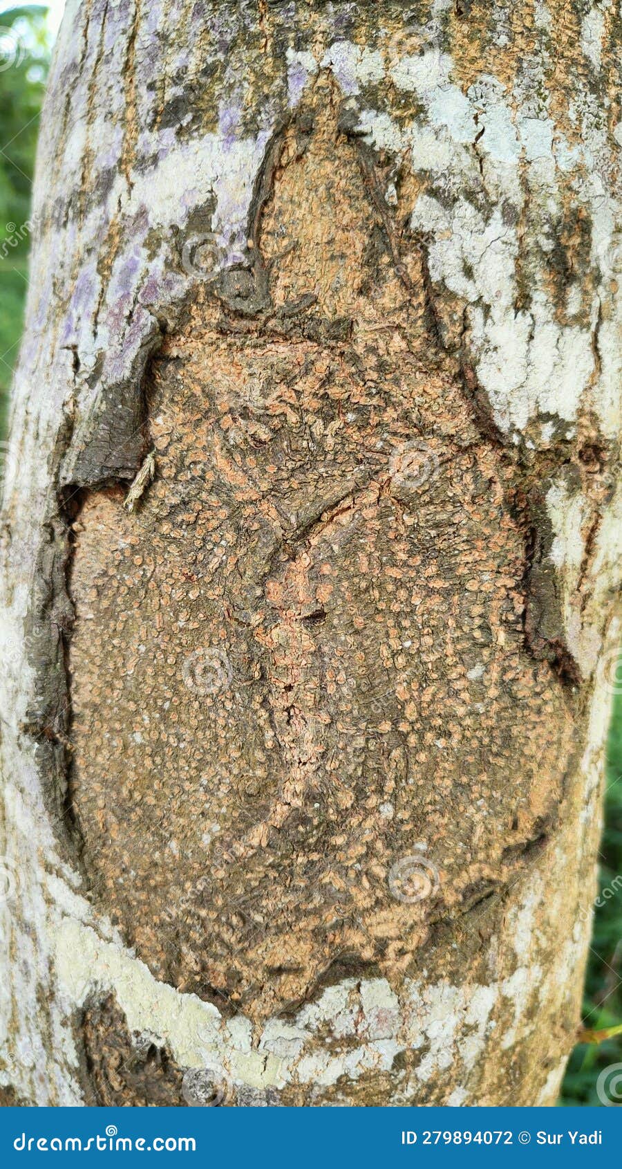 Nice and Enchanting View of the Termite House Stock Photo - Image of ...